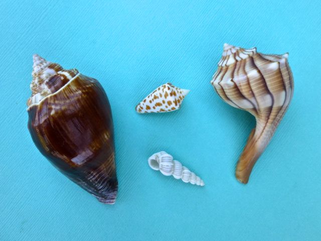 Southwest Florida Uncommon Shells | I Love Shelling