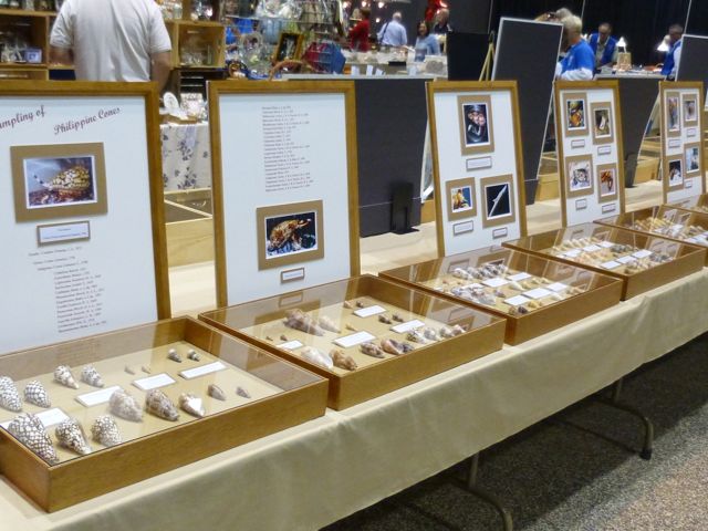 2013 50th Annual Sarasota Shell Show | I Love Shelling