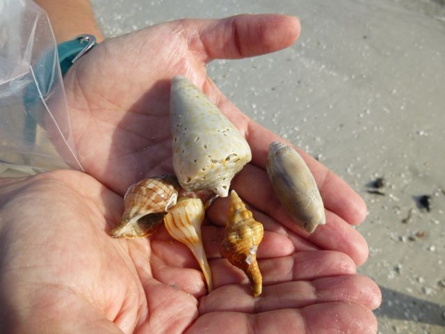 Pen Shells and Beach Bling | I Love Shelling