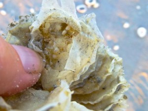 baby whelks in case