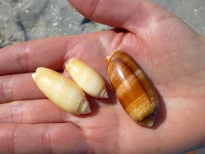 i Heart Shelling in February | I Love Shelling