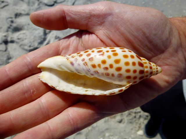 i Heart Shelling in February | I Love Shelling