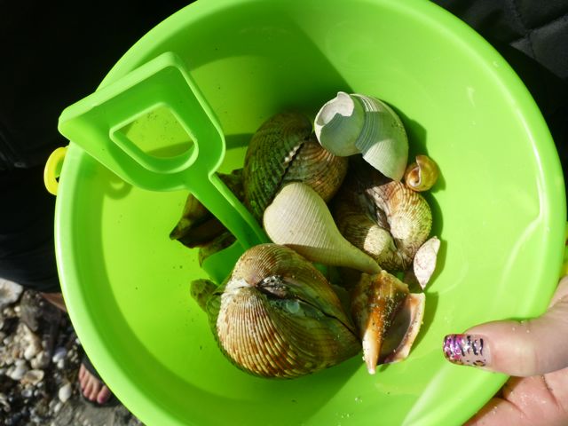 Pen Shells and Beach Bling | I Love Shelling
