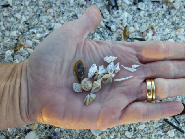 Sending Warm Weather With Love | I Love Shelling