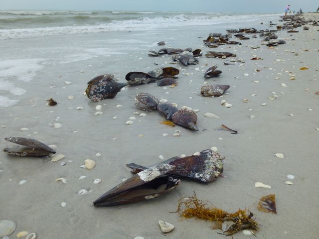 Pen Shells and Beach Bling | I Love Shelling