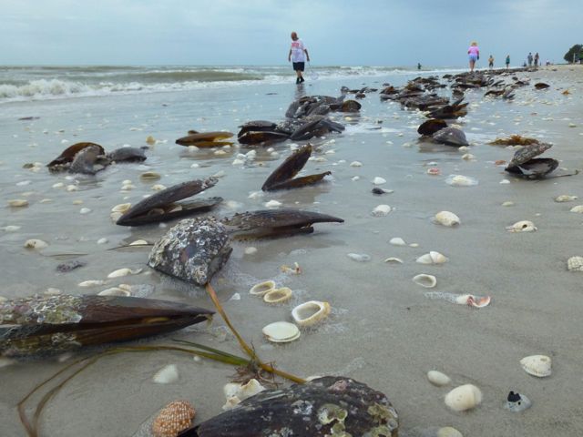 Pen Shells and Beach Bling | I Love Shelling