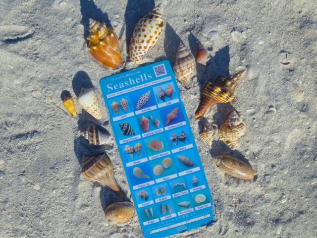 Spotting The Spots of a Junonia | I Love Shelling