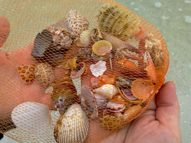 Beach Bling Babes | I Love Shelling