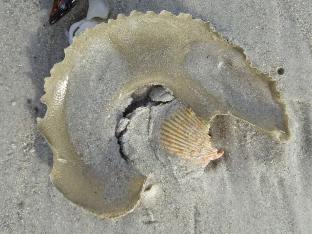 Pen Shells and Beach Bling | I Love Shelling