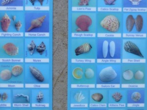 Spotting The Spots of a Junonia | I Love Shelling