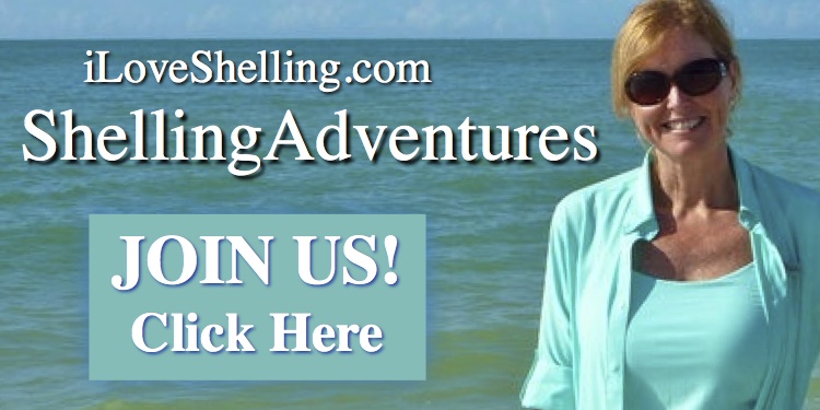 Cuban Caribbean Shell Identification | I Love Shelling