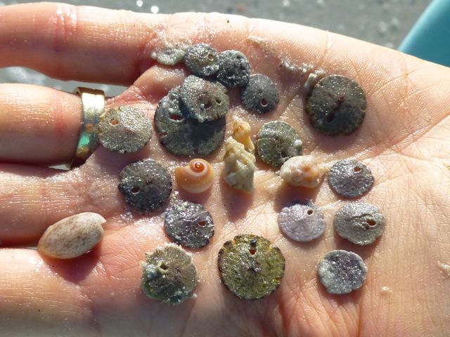 Uber Cute Sand Dollars to Dimes | I Love Shelling