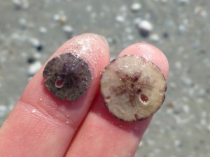 Uber Cute Sand Dollars to Dimes | I Love Shelling
