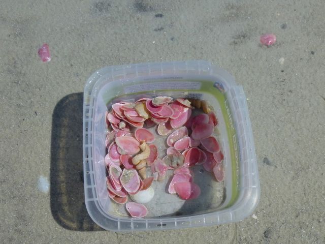 Shelling Day Trip To Lovers Key State Park | I Love Shelling