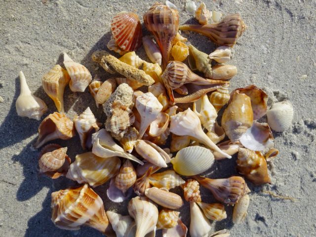 Sanibel Stoop And The Shelling Scoop | I Love Shelling