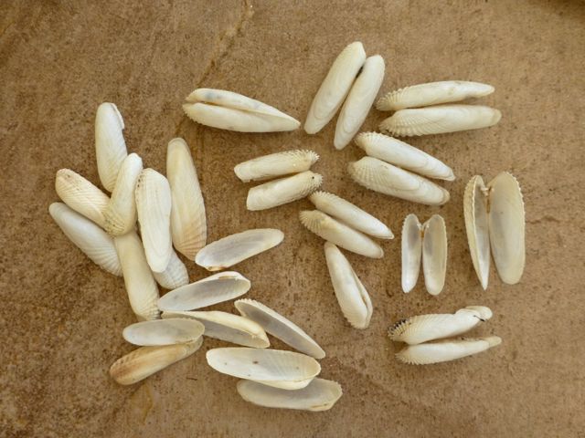 Shelling Day Trip To Lovers Key State Park | I Love Shelling