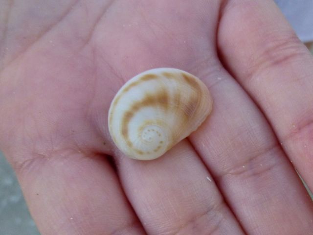 Seashells Painted With Stripes | I Love Shelling