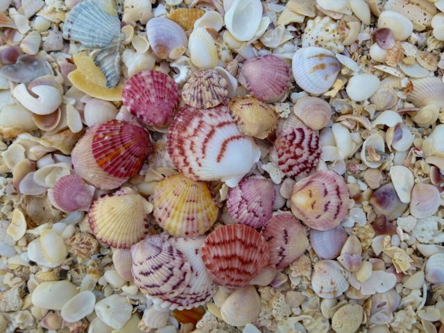 Happy Hunting For Seashells | I Love Shelling