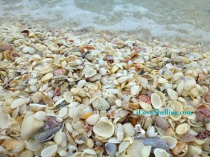 Sanibel Stoop And The Shelling Scoop | I Love Shelling