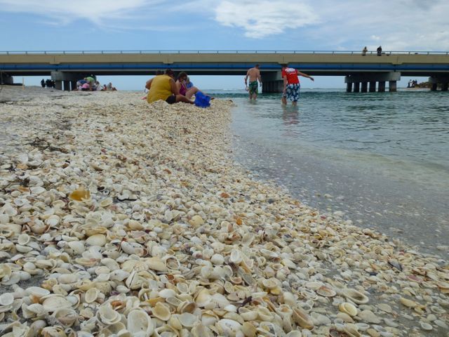 Sanibel Stoop And The Shelling Scoop | I Love Shelling