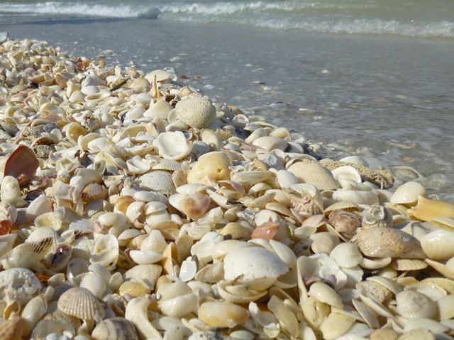 A Lions Paw and Junonia | I Love Shelling