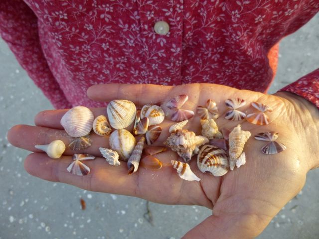 Seashells Painted With Stripes | I Love Shelling