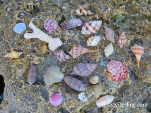 Sensational Seashells, Sunshine and Sunsets | I Love Shelling