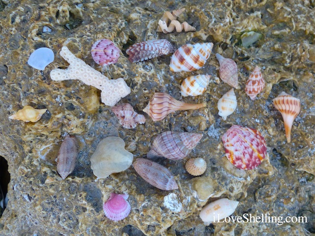 Sensational Seashells, Sunshine and Sunsets | I Love Shelling