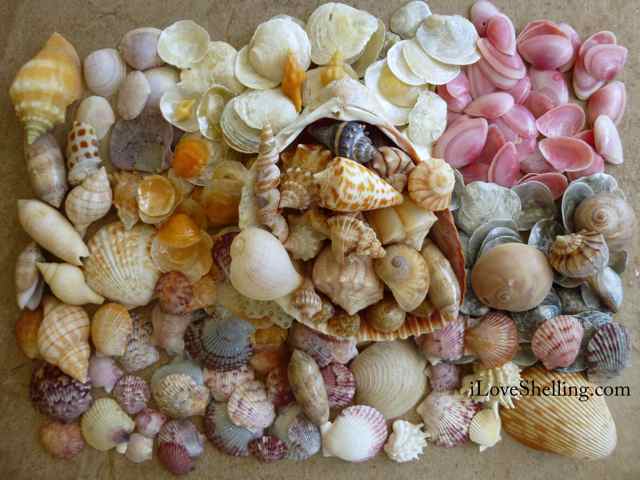Stopping For Seashells- A Marco Island Day Trip | I Love Shelling