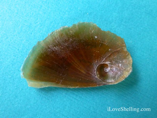 Operculum | i Love Shelling