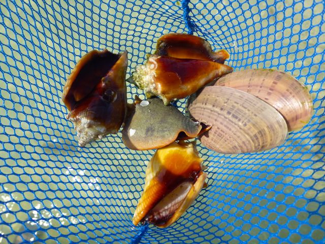 Cayo Costa Shelling Cruise Finding Seashells By The Seashore | I Love ...