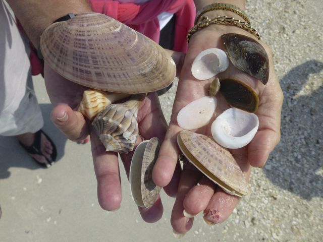 Cayo Costa Shelling Cruise Finding Seashells By The Seashore | I Love ...