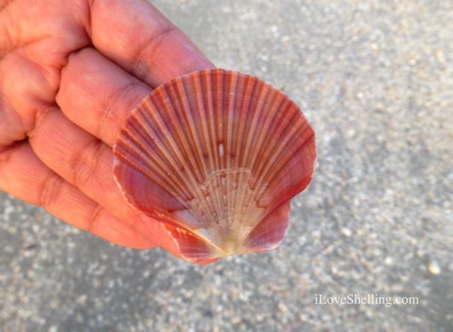 Tarpon Beach Top Shelf Shells | I Love Shelling