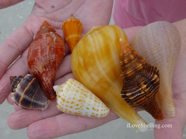 Tarpon Beach Top Shelf Shells | I Love Shelling