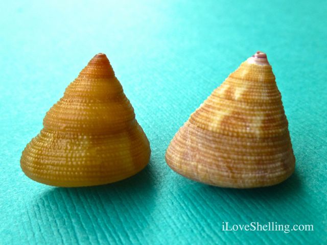 Sculptured Top Shell | i Love Shelling