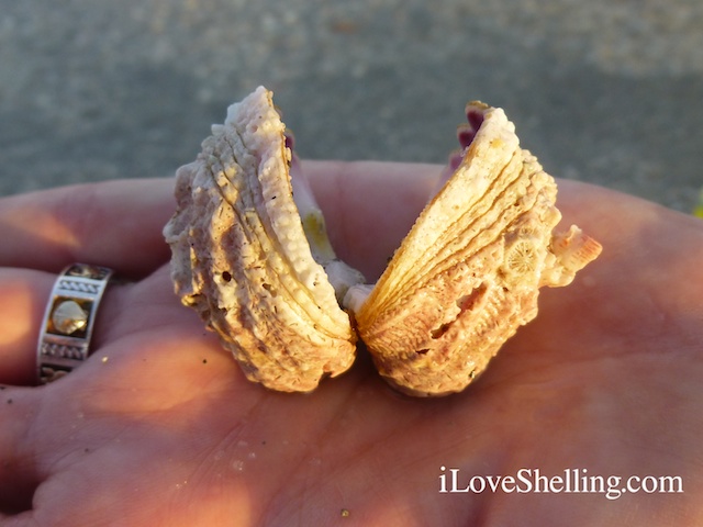 Sensational Seashells, Sunshine and Sunsets | I Love Shelling
