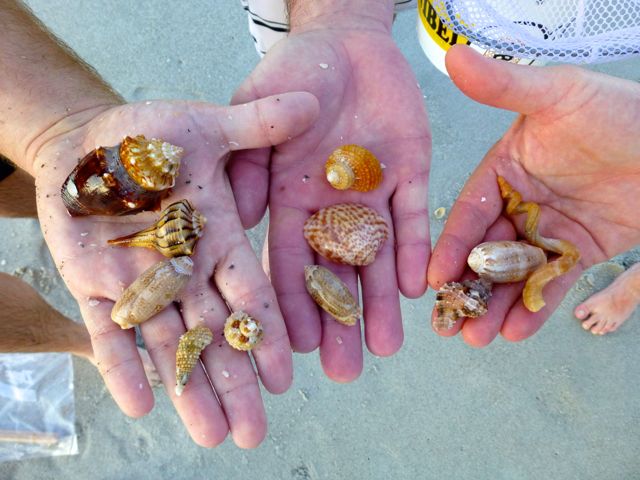 Happy Shelling Families and Friendships | I Love Shelling