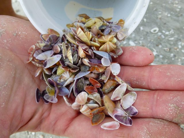 Seashell Repurposing | I Love Shelling