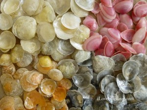 Stopping For Seashells- A Marco Island Day Trip | I Love Shelling