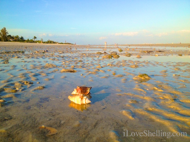 low tide Sanibel shells | I Love Shelling