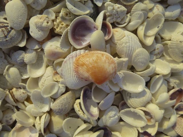 Sanibel Shelling Tarpon Bay Beach | I Love Shelling
