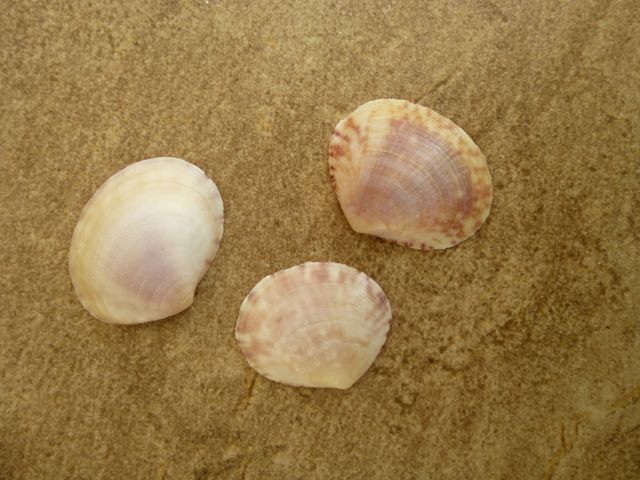 Stopping For Seashells- A Marco Island Day Trip | I Love Shelling