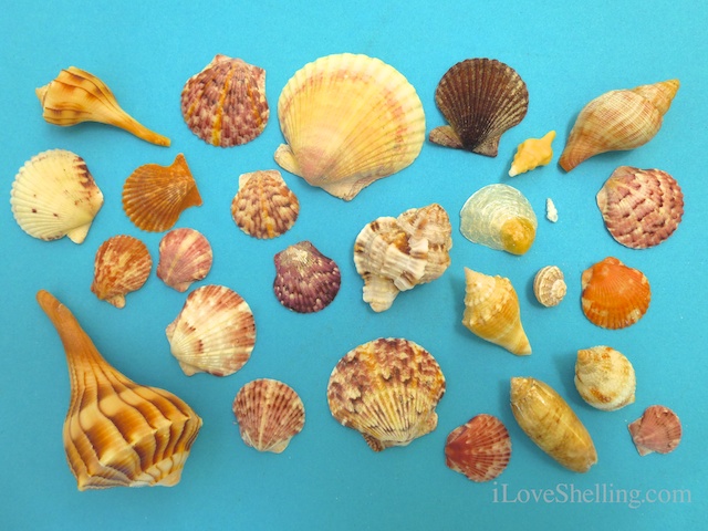 As The Evening Low Tide Turns | I Love Shelling
