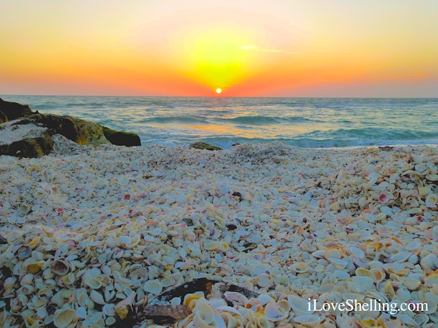 Sensational Seashells, Sunshine and Sunsets | I Love Shelling