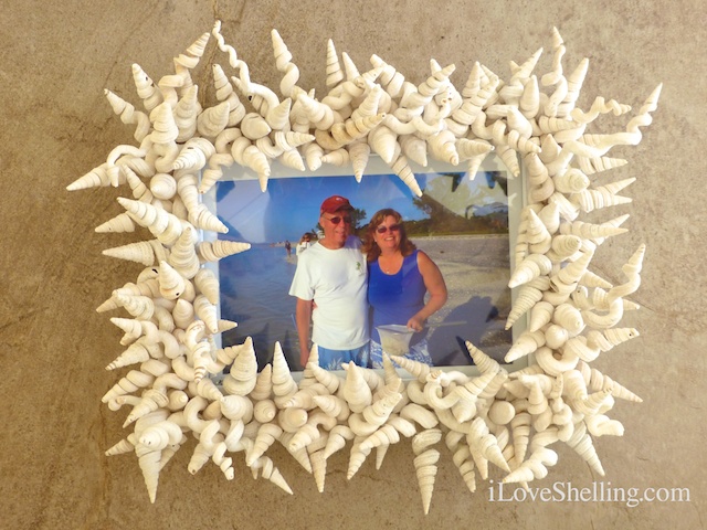 worm seashell frame shells | I Love Shelling