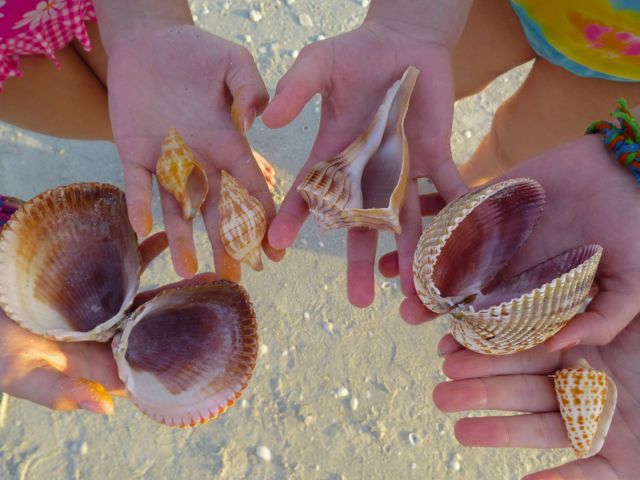 Sanibel Shelling Tarpon Bay Beach | I Love Shelling