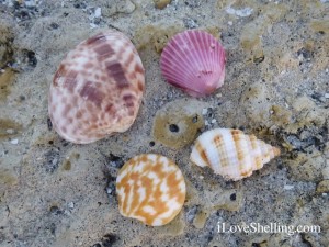 Sensational Seashells, Sunshine and Sunsets | I Love Shelling