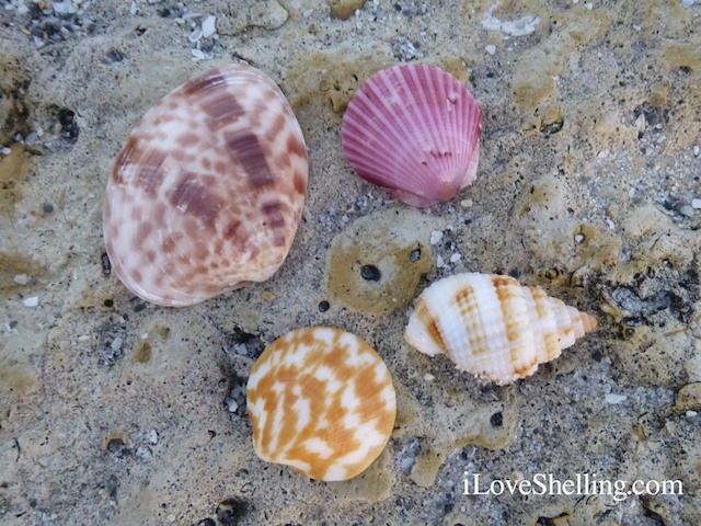 Sensational Seashells, Sunshine and Sunsets | I Love Shelling