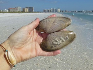 Stopping For Seashells- A Marco Island Day Trip | I Love Shelling