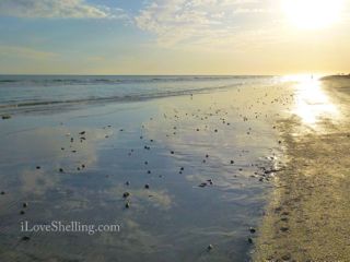 Sanibel Shelling Tarpon Bay Beach | I Love Shelling